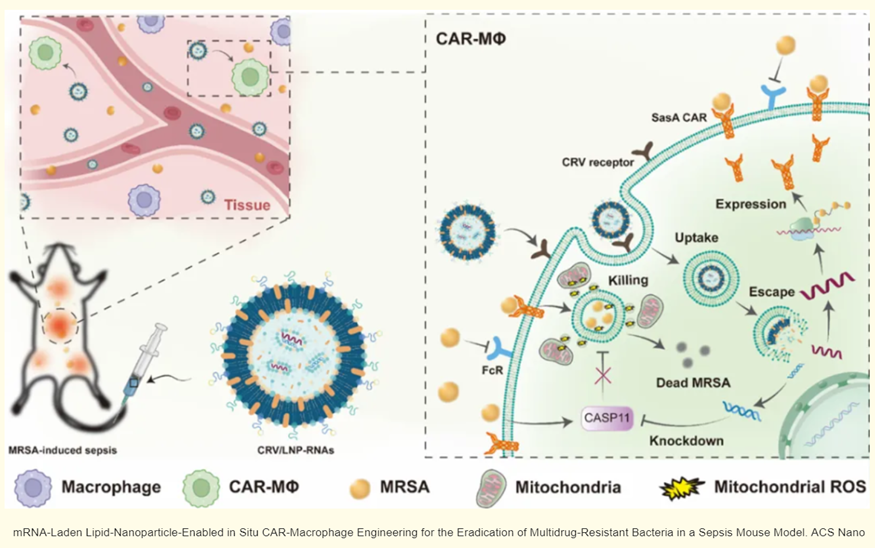 复旦大学最新成果：circRNA疫苗增强circRNA-CAR介导的抗肿瘤效应医药新闻-ByDrug-一站式医药资源共享中心-医药魔方