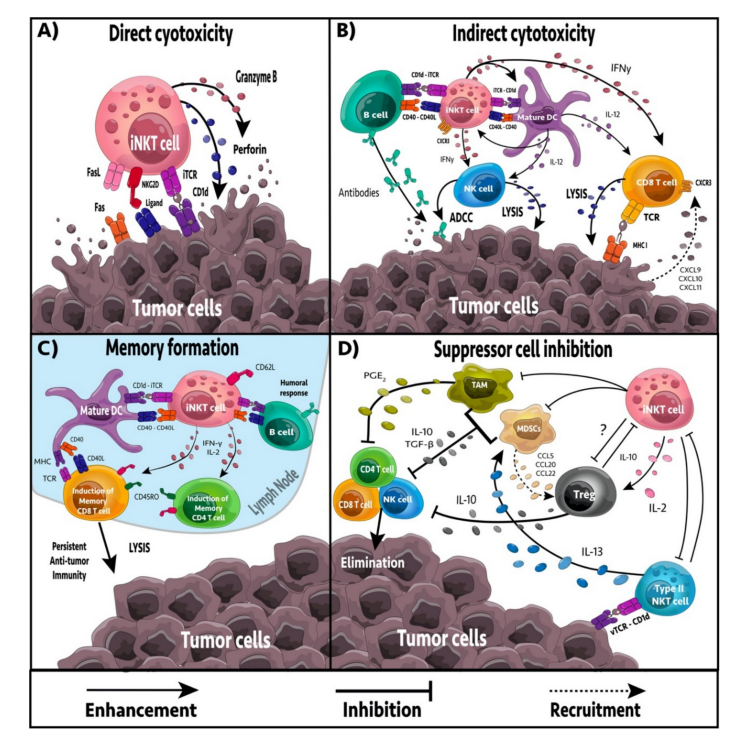 NKT细胞免疫治疗的现状和未来医药新闻-ByDrug-一站式医药资源共享中心-医药魔方