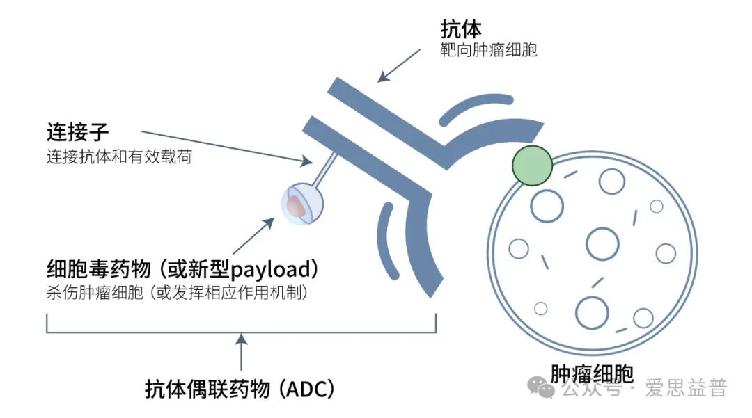 ADC药物的隐形武器——旁观者效应医药新闻-ByDrug-一站式医药资源共享中心-医药魔方