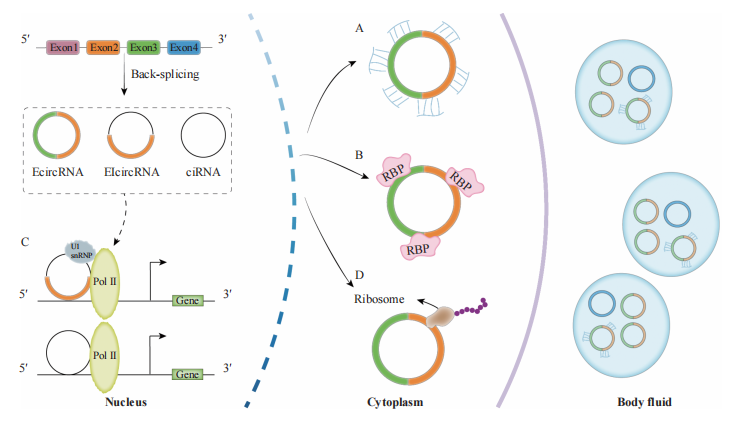 下一代重磅药物？全球首个环状RNA药物获FDA临床试验许可医药新闻-ByDrug-一站式医药资源共享中心-医药魔方