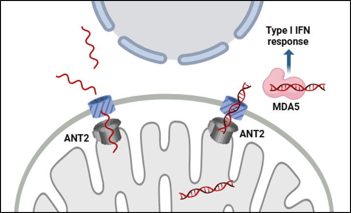 Cell子刊 | 王耿团队发现并鉴定首个哺乳动物RNA转运通道，并建立体外生化系统医药新闻-ByDrug-一站式医药资源共享中心-医药魔方