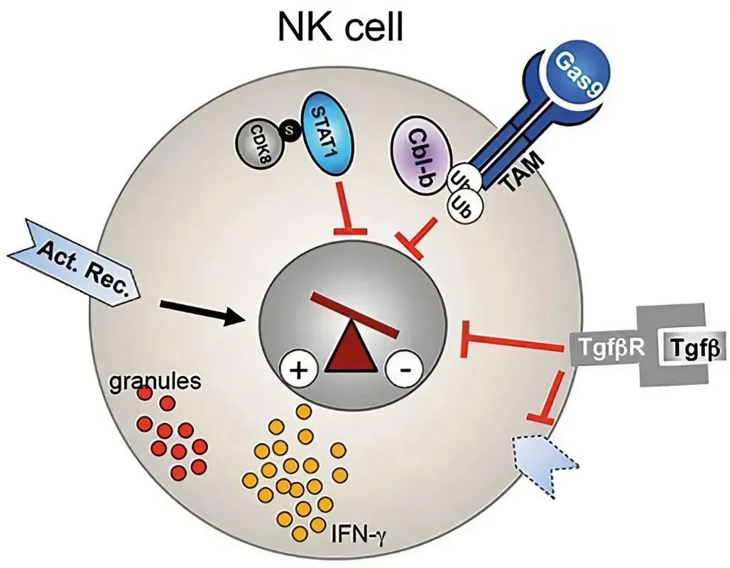 回输NK细胞为何有效？看它在体内“战斗”的全过程医药新闻-ByDrug-一站式医药资源共享中心-医药魔方