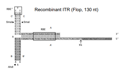 基因治疗产品(AAV载体) CMC开发关键考量--ITR设计医药新闻-ByDrug-一站式医药资源共享中心-医药魔方