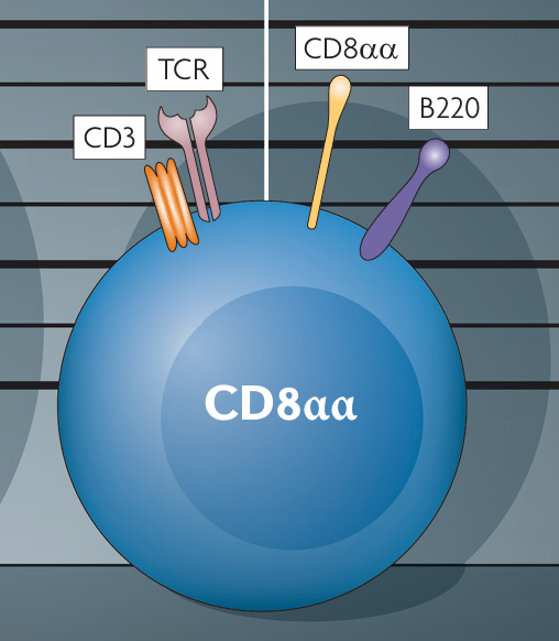 Nat. Rev. Immunol | 一文掌握T细胞亚群！医药新闻-ByDrug-一站式医药资源共享中心-医药魔方