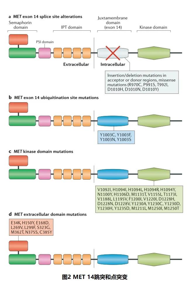 非小细胞肺癌中MET点突变医药新闻-ByDrug-一站式医药资源共享中心-医药魔方