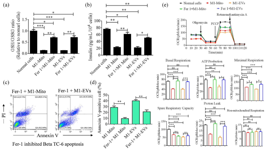 JEV：线粒体爱搭顺风车？M1巨噬细胞外囊泡介导炎性线粒体转移诱导β细胞铁死亡医药新闻-ByDrug-一站式医药资源共享中心-医药魔方
