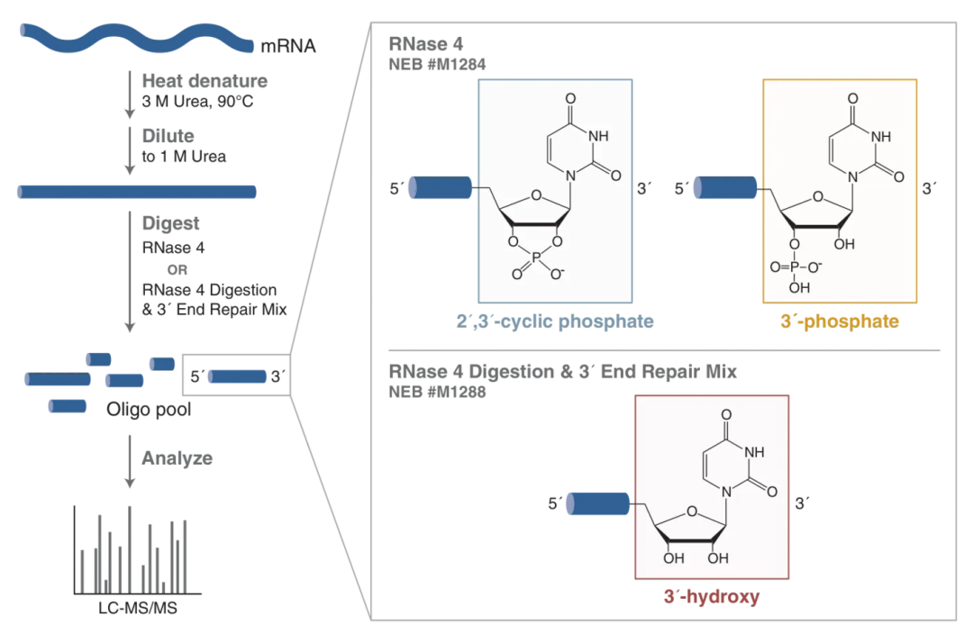 mRNA 加帽效率检测首选：NEB 全新推出 RNase 4 酶切和 3′ 末端修复预混液医药新闻-ByDrug-一站式医药资源共享中心-医药魔方