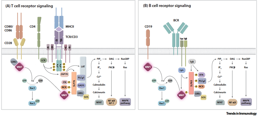 VAV1——一个潜在治疗自免和慢性炎症疾病的新靶点医药新闻-ByDrug-一站式医药资源共享中心-医药魔方