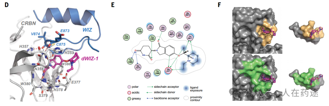 Science重磅！诺华、BMS皆看好的WIZ分子胶医药新闻-ByDrug-一站式医药资源共享中心-医药魔方