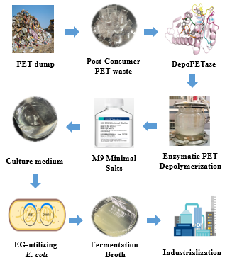 天津工业生物所等在代谢利用塑料PET降解产物乙二醇方向取得新进展医药新闻-ByDrug-一站式医药资源共享中心-医药魔方