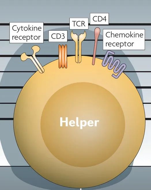 Nat. Rev. Immunol | 一文掌握T细胞亚群！医药新闻-ByDrug-一站式医药资源共享中心-医药魔方