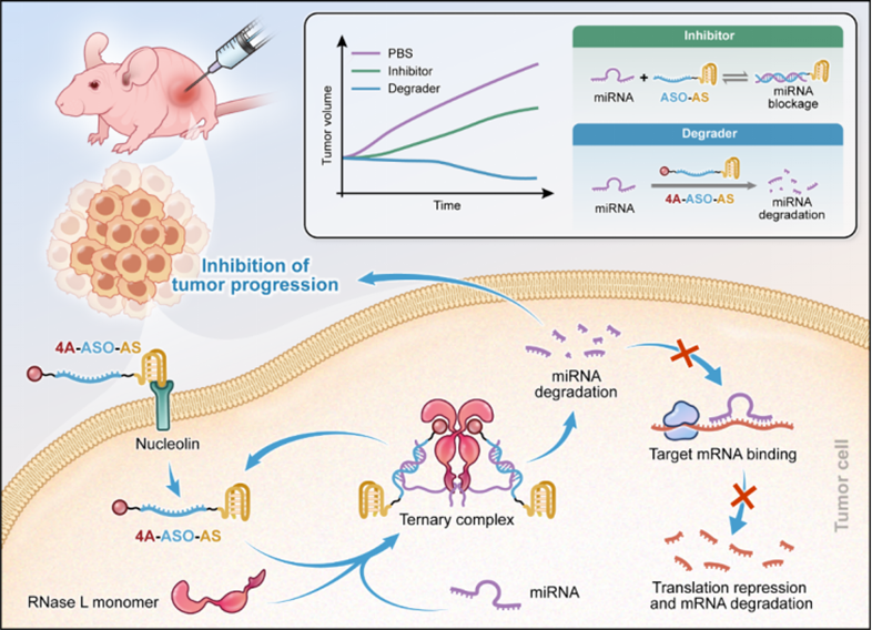 RIBOTACs：PROTACs后的又一顶流！看这篇就够了医药新闻-ByDrug-一站式医药资源共享中心-医药魔方