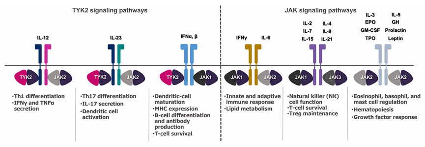 TYK2格局之变：中国自免玩家进击best in class医药新闻-ByDrug-一站式医药资源共享中心-医药魔方