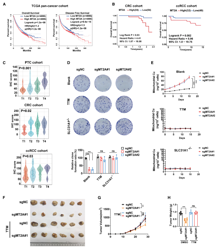 Cancer Cell｜姚兵/向俊研究团队揭示靶向HIF-1α-MT2A轴可克服肿瘤细胞的铜死亡抗性医药新闻-ByDrug-一站式医药资源共享中心-医药魔方