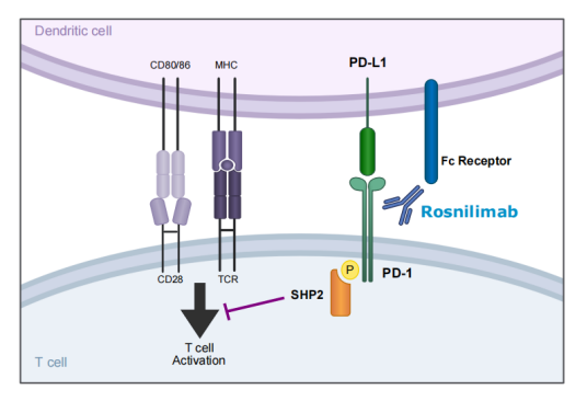 激活PD-1信号通路：免疫系统的“超级刹车”，自身免疫疾病治疗新曙光医药新闻-ByDrug-一站式医药资源共享中心-医药魔方