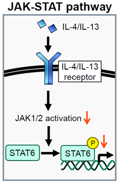 PROTAC非肿瘤领域突破：以Kymera专利分子为例的STAT6降解剂体外评价体系指南医药新闻-ByDrug-一站式医药资源共享中心-医药魔方