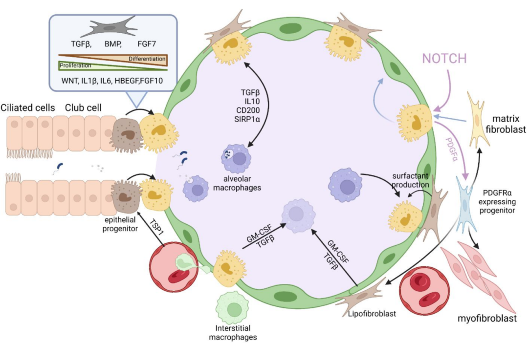 《AJRCMB》发表解立新、陈永怀教授团队综述：肺泡微环境中的细胞互作—从肺损伤到纤维化医药新闻-ByDrug-一站式医药资源共享中心-医药魔方