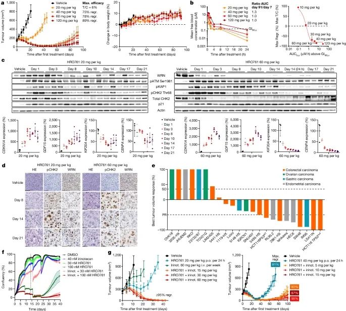 1天2篇Nature！“合成致死”靶点WRN，抗癌潜力无限医药新闻-ByDrug-一站式医药资源共享中心-医药魔方