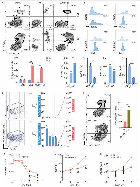 MMR-揭示放射损伤后骨髓巨核细胞的作用与机制医药新闻-ByDrug-一站式医药资源共享中心-医药魔方