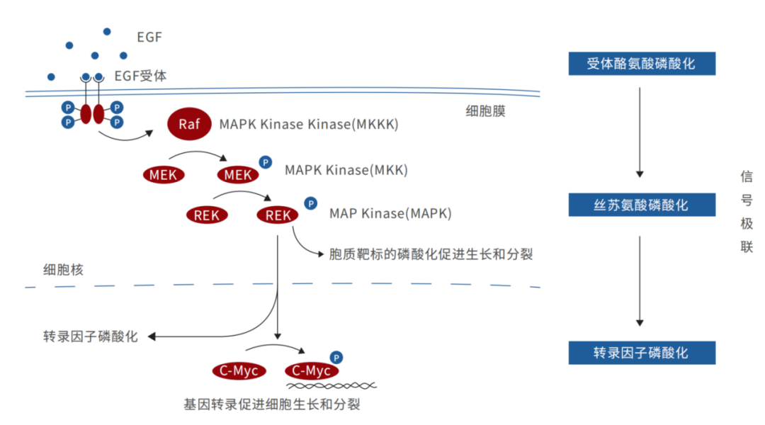 SH2 Superbinder：揭开酪氨酸磷酸化神秘面纱医药新闻-ByDrug-一站式医药资源共享中心-医药魔方