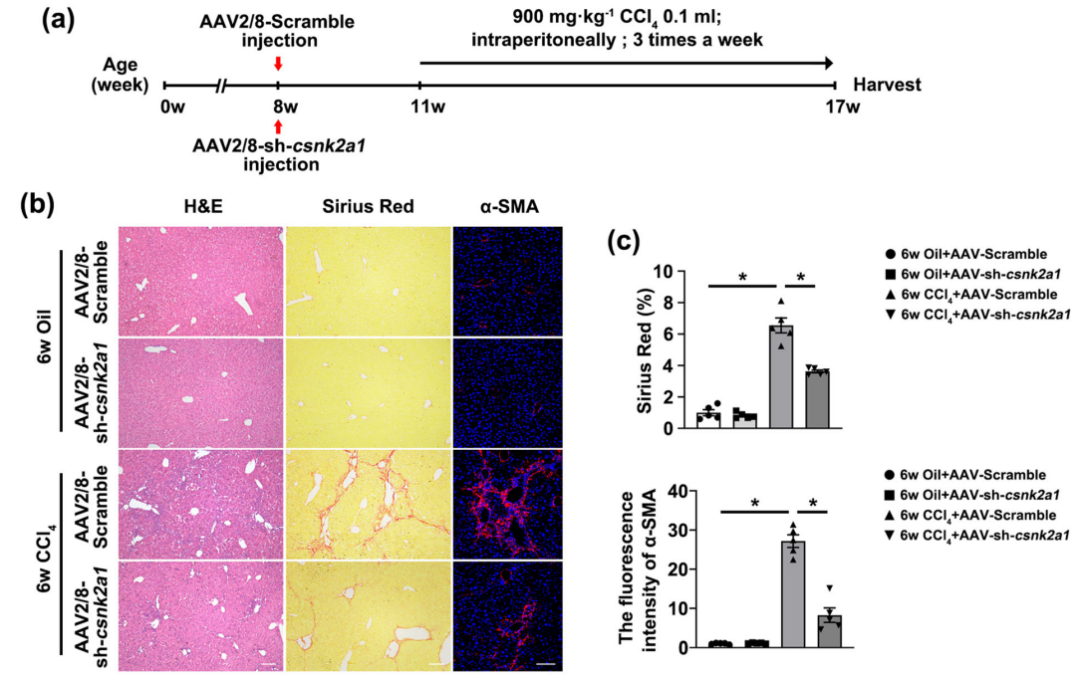 【on-target2.0】AAV感染肝脏 | 血清·启动子·注射技术 | 一篇就GO了医药新闻-ByDrug-一站式医药资源共享中心-医药魔方