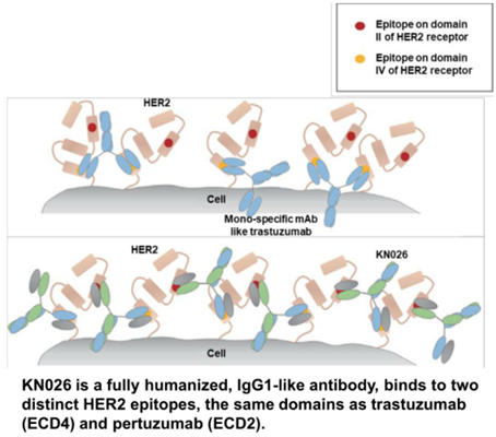 ASCO中国之声丨北肿沈琳团队研究：KN026联合KN046治疗局部晚期不可切除或转移性HER2阳性其他实体瘤的疗效和安全性医药新闻 ...
