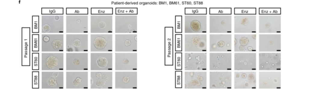 PD-(L)1/VEGF三抗越来越热闹了医药新闻-ByDrug-一站式医药资源共享中心-医药魔方