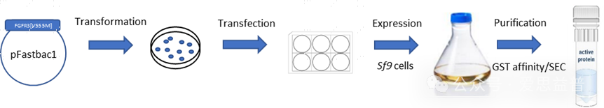 ICE靶标蛋白| FGFR系列蛋白产品医药新闻-ByDrug-一站式医药资源共享中心-医药魔方