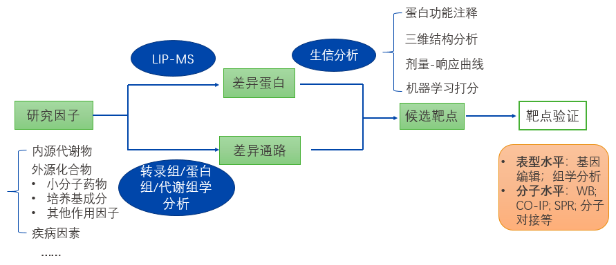 突破结构生物学瓶颈！LIP-MS技术揭秘小分子-蛋白互作新机制医药新闻-ByDrug-一站式医药资源共享中心-医药魔方