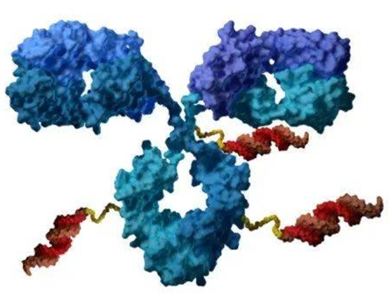 IPHASE/汇智和源 寡核苷酸偶联抗体药体外ADME研究一站式产品解决方案医药新闻-ByDrug-一站式医药资源共享中心-医药魔方