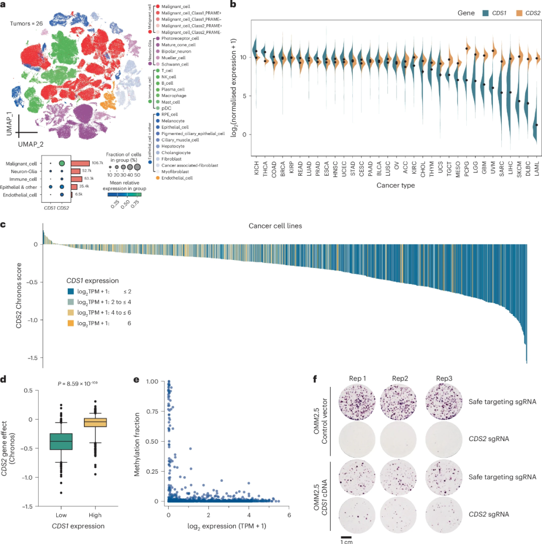 Nature子刊：癌症合成致死新靶点——CDS1/CDS2医药新闻-ByDrug-一站式医药资源共享中心-医药魔方