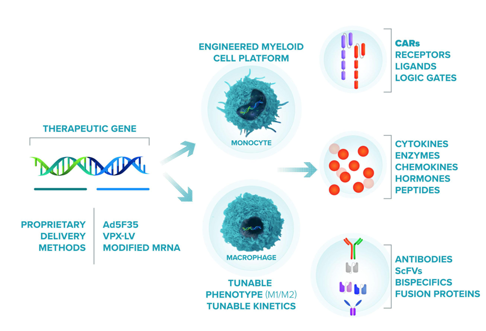 首款CAR-M疗法遭放弃医药新闻-ByDrug-一站式医药资源共享中心-医药魔方