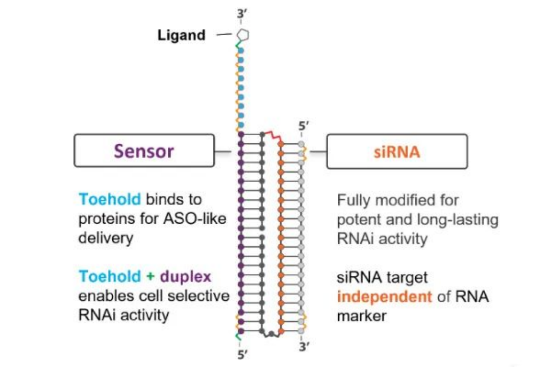 siRNA药物开发：从8家Biotech分析行业市场布局医药新闻-ByDrug-一站式医药资源共享中心-医药魔方