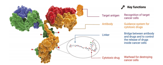 组织蛋白酶B：背后蕴藏的Linker“切割”力量医药新闻-ByDrug-一站式医药资源共享中心-医药魔方