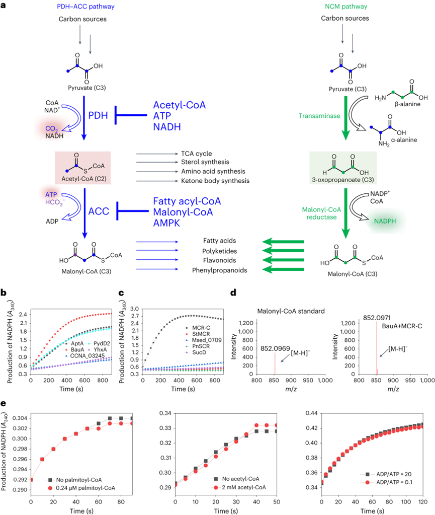 上海交通大学团队首次创制丙二酰辅酶A非天然生物合成途径医药新闻-ByDrug-一站式医药资源共享中心-医药魔方