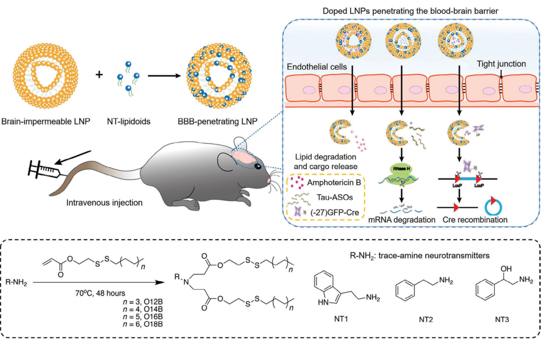 调节脂质纳米颗粒（LNP），将 RNA 靶向递送至肝外器官医药新闻-ByDrug-一站式医药资源共享中心-医药魔方