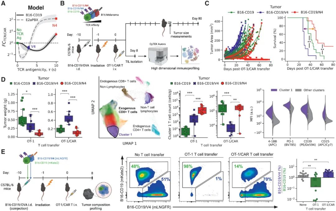 Cell：双剑合璧！新型TCR/CAR-T细胞疗法，精准打击肿瘤医药新闻-ByDrug-一站式医药资源共享中心-医药魔方