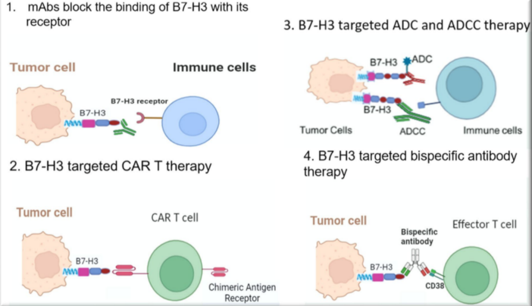 被刷屏的B7-H3，有哪些靶向疗法？医药新闻-ByDrug-一站式医药资源共享中心-医药魔方