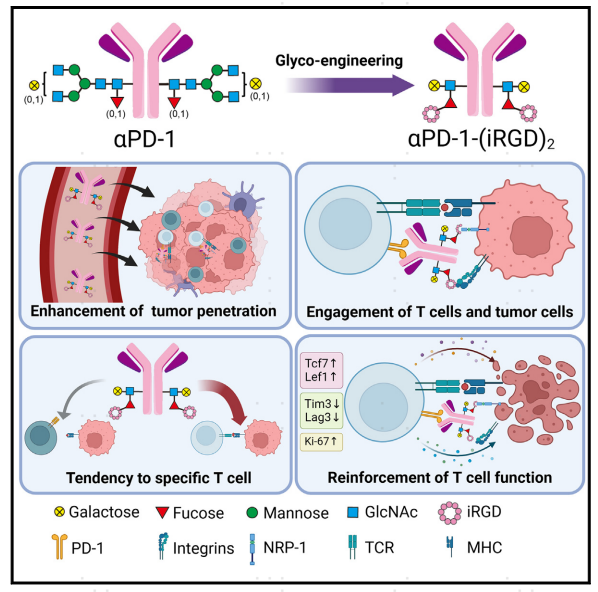 项目文章 | 基于糖工程的抗PD-1-iRGD肽偶联物通过T细胞结合增强抗肿瘤功效医药新闻-ByDrug-一站式医药资源共享中心-医药魔方