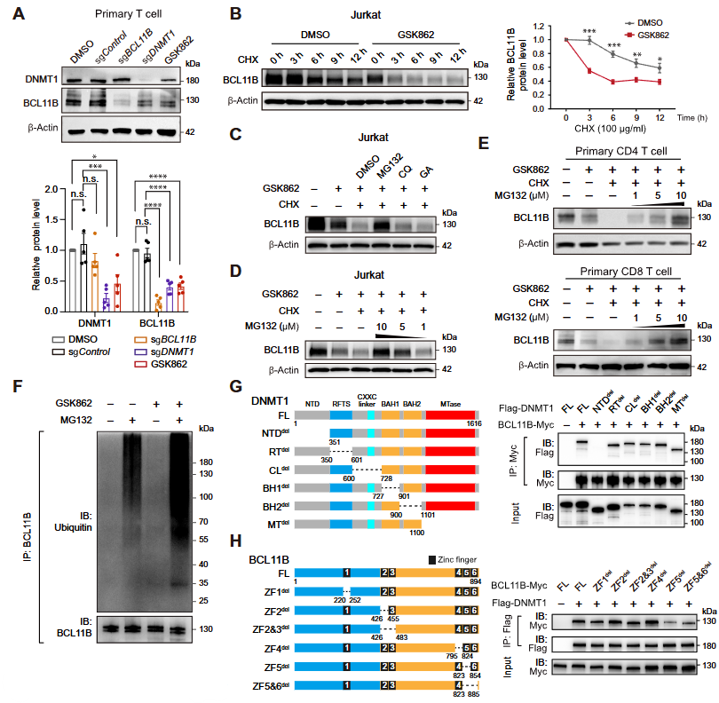 Science子刊：抑制DNMT1，给T细胞（CAR-T）增加NK细胞功能，显著增强抗肿瘤活性医药新闻-ByDrug-一站式医药资源共享中心-医药魔方