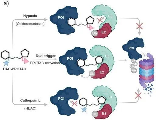 新一代PROTAC来了！双开关锁定，精准蛋白降解医药新闻-ByDrug-一站式医药资源共享中心-医药魔方
