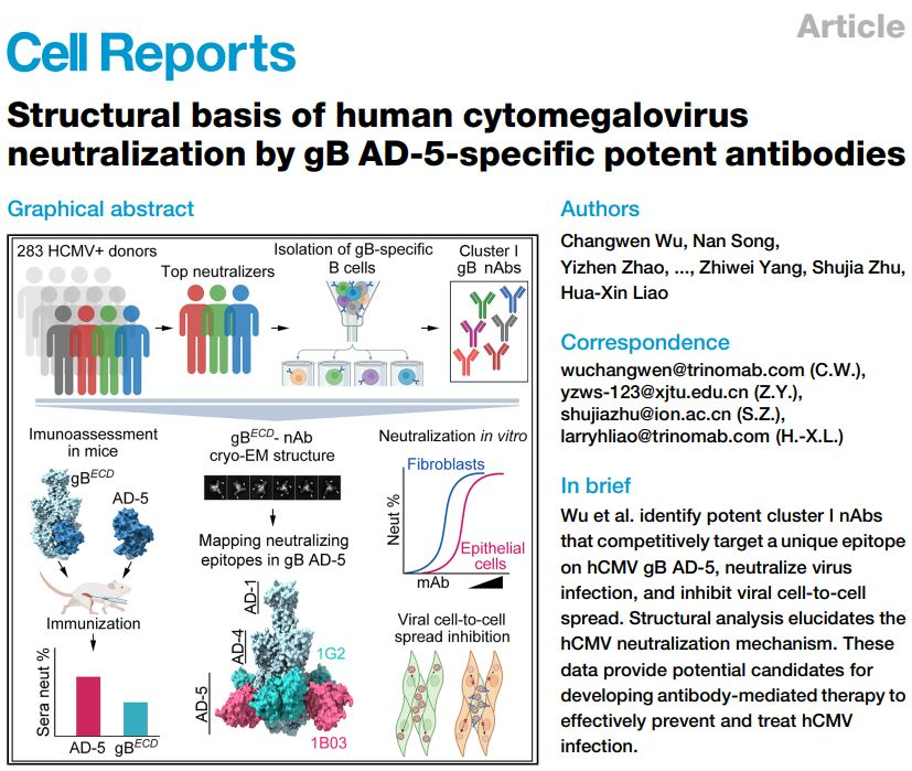 泰诺麦博联合科研团队突破性成果登顶《Cell Reports》 为抗人巨细胞病毒（HCMV）单抗药物产业化提供关键科学依据医药新闻-ByDrug-一站式医药资源共享中心-医药魔方