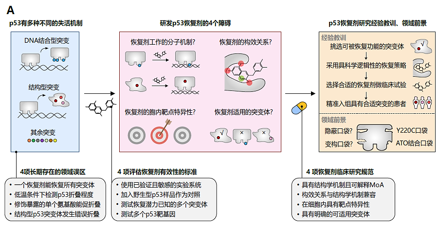 7000字长文：p53药物研发“深刻反思”医药新闻-ByDrug-一站式医药资源共享中心-医药魔方