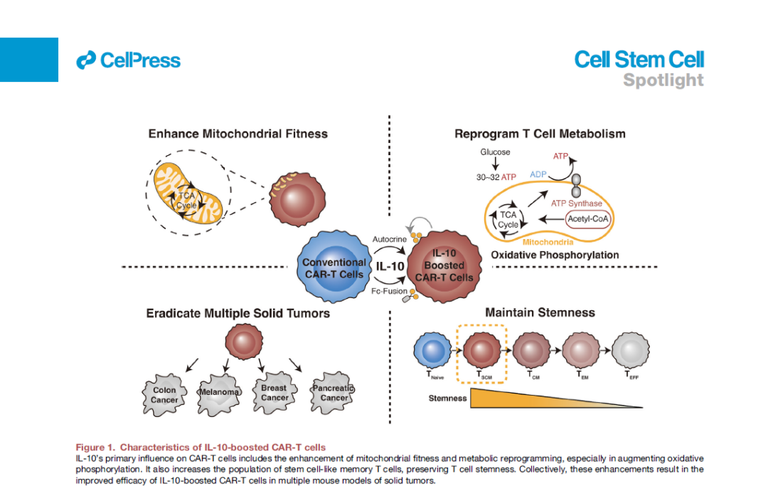 莱芒生物代谢增强型IL-10 CAR-T获得顶级期刊《Cell Stem Cell》聚焦报道医药新闻-ByDrug-一站式医药资源共享中心-医药魔方
