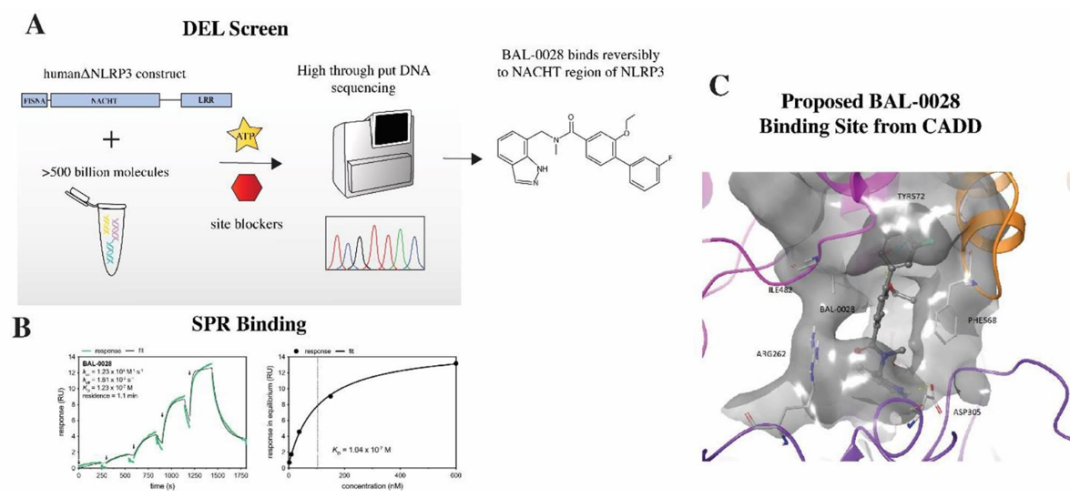 科技前沿 | 成都先导合作伙伴BioAge发表《使用DEL技术来发现重要靶点NLRP3的新颖、高效、电中性小分子抑制剂》医药新闻-ByDrug-一站式医药资源共享中心-医药魔方