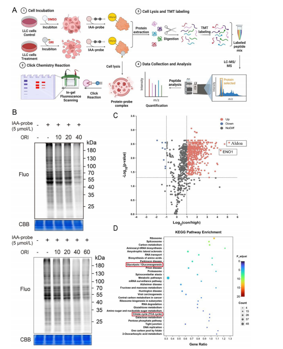 化学蛋白质组学技术（ABPP）在肺癌研究中的应用医药新闻-ByDrug-一站式医药资源共享中心-医药魔方