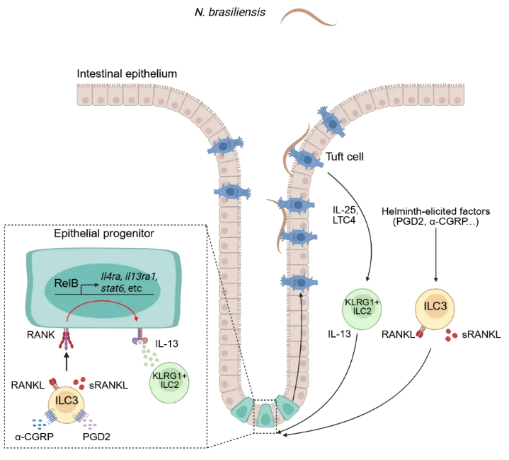 Sci Immunol丨清华大学郭晓欢团队揭示3型天然淋巴样细胞增强2型免疫应答的新作用！医药新闻-ByDrug-一站式医药资源共享中心-医药魔方