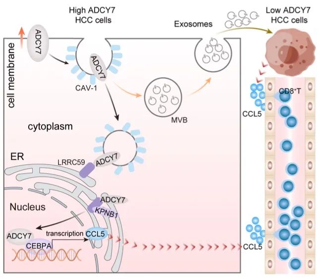 GUT|海军军医大学王红阳院士、付静教授团队发现质膜蛋白ADCY7核易位可增强HCC中的T细胞介导的抗肿瘤免疫反应医药新闻-ByDrug-一站 ...