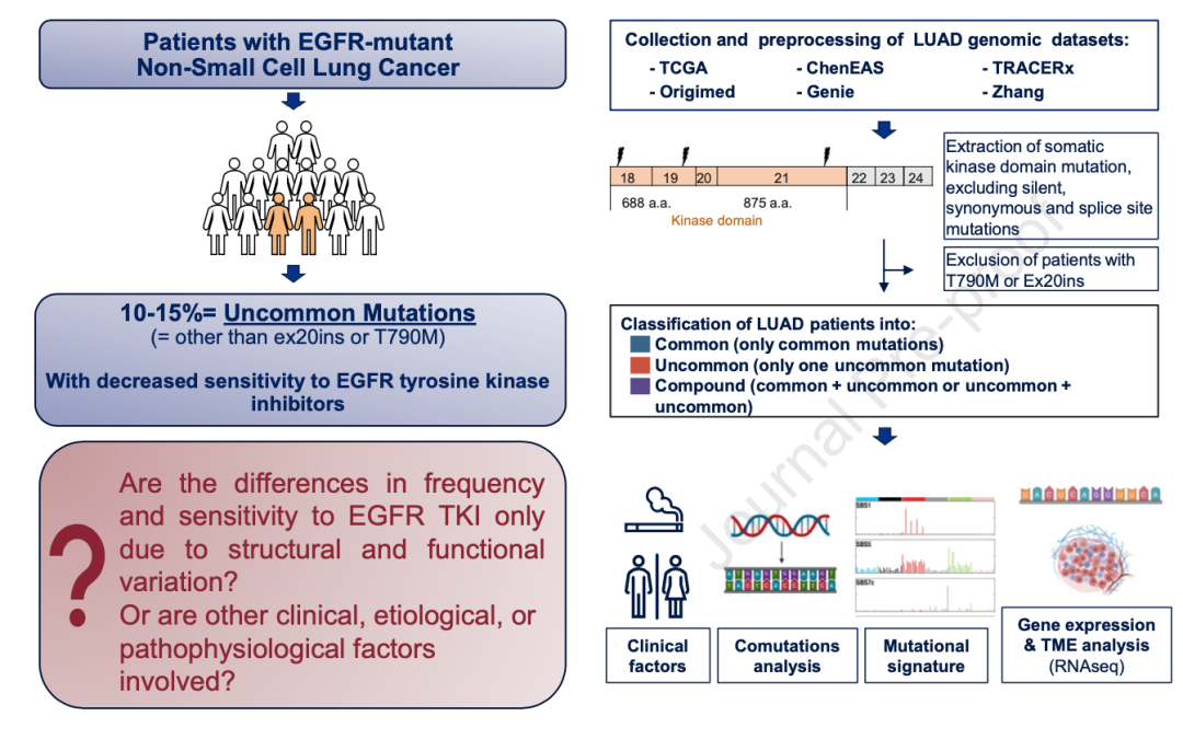说肺癌论EGFR基因突变：基因突变种类、治疗思路！医药新闻-ByDrug-一站式医药资源共享中心-医药魔方