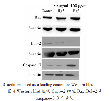 人参皂苷Rg3对结肠癌Caco-2细胞增殖和迁移的影响医药新闻-ByDrug-一站式医药资源共享中心-医药魔方